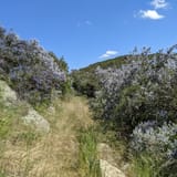 Sweetwater River Loop Trail, California - 439 Reviews, Map | AllTrails