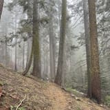 Muir Grove Trail, California - 340 Reviews, Map | AllTrails