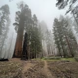Muir Grove Trail, California - 340 Reviews, Map | AllTrails