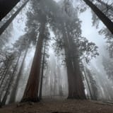 Muir Grove Trail, California - 340 Reviews, Map | AllTrails