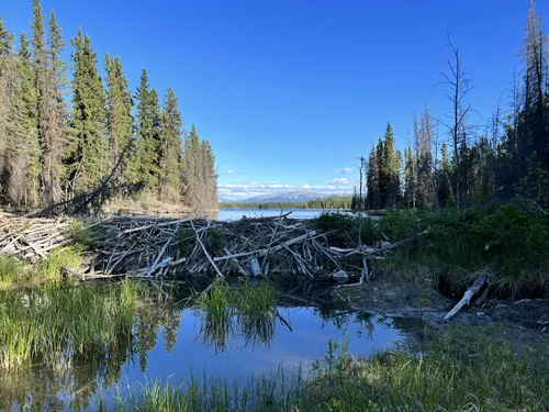 Best Hikes and Trails in Tā Ch’ilā Provincial Park (Boya Lake) | AllTrails