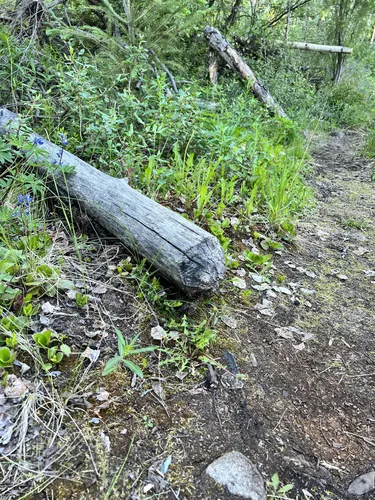 Best Hikes and Trails in Tā Ch’ilā Provincial Park (Boya Lake) | AllTrails