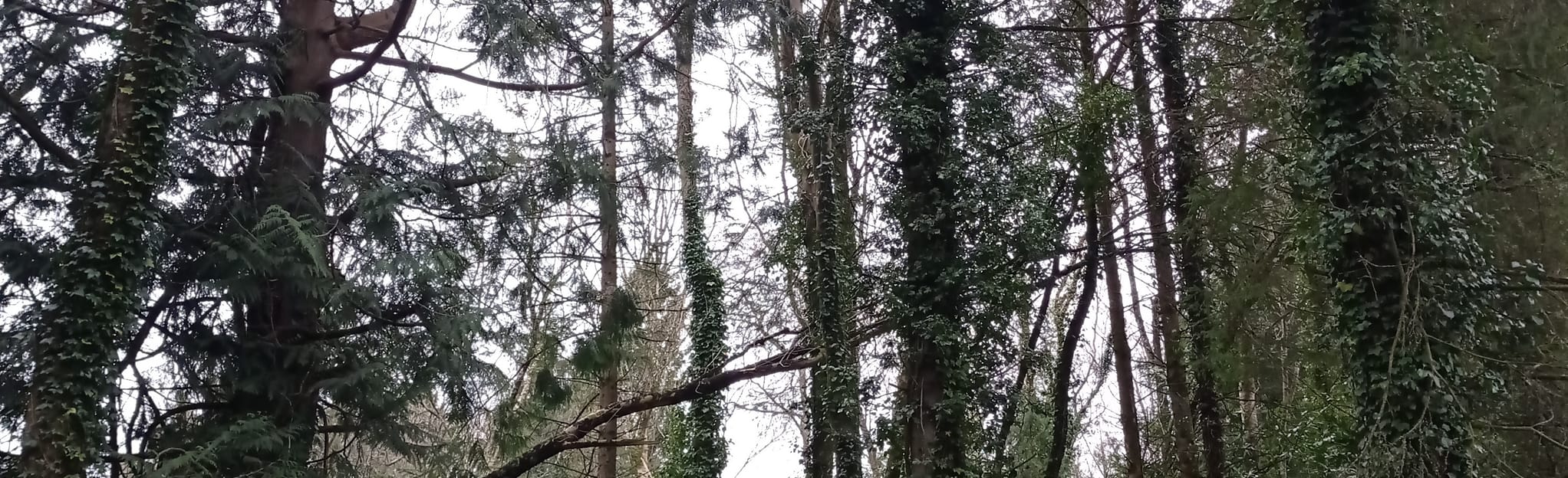 Greenfield Forest Loop: 2 Reviews, Map - County Tipperary, Ireland ...