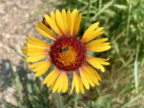 Best Hikes and Trails in Prairie Wetlands Learning Center | AllTrails