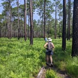 Green Swamp Preserve, North Carolina - 204 Reviews, Map | AllTrails