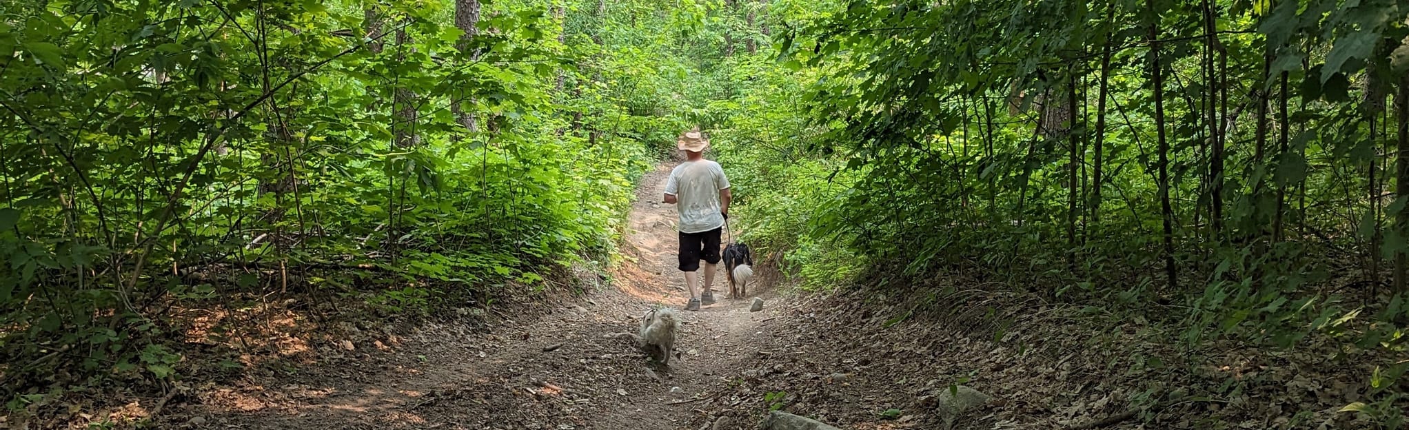 Green Forest Loop: 27 Reviews, Map - Ontario, Canada | AllTrails