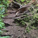 Talus Rocks Loop, Washington - 1,374 Reviews, Map | AllTrails