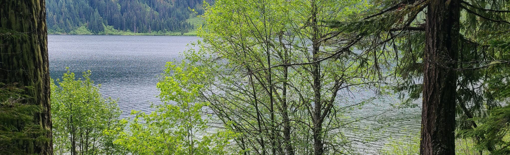 Walupt Lake Trail, Washington - 59 Reviews, Map | AllTrails