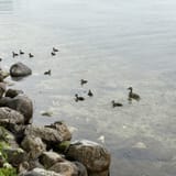 Lake Geneva Shore Path, Wisconsin - 634 Reviews, Map | AllTrails