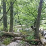 Lost Cove Loop Trail (262), North Carolina - 145 Reviews, Map | AllTrails