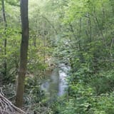 Lost Cove Loop Trail (262), North Carolina - 145 Reviews, Map | AllTrails