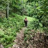 Lost Cove Loop Trail (262), North Carolina - 144 Reviews, Map | AllTrails