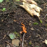 Concho Overlook, West Virginia - 169 Reviews, Map | AllTrails