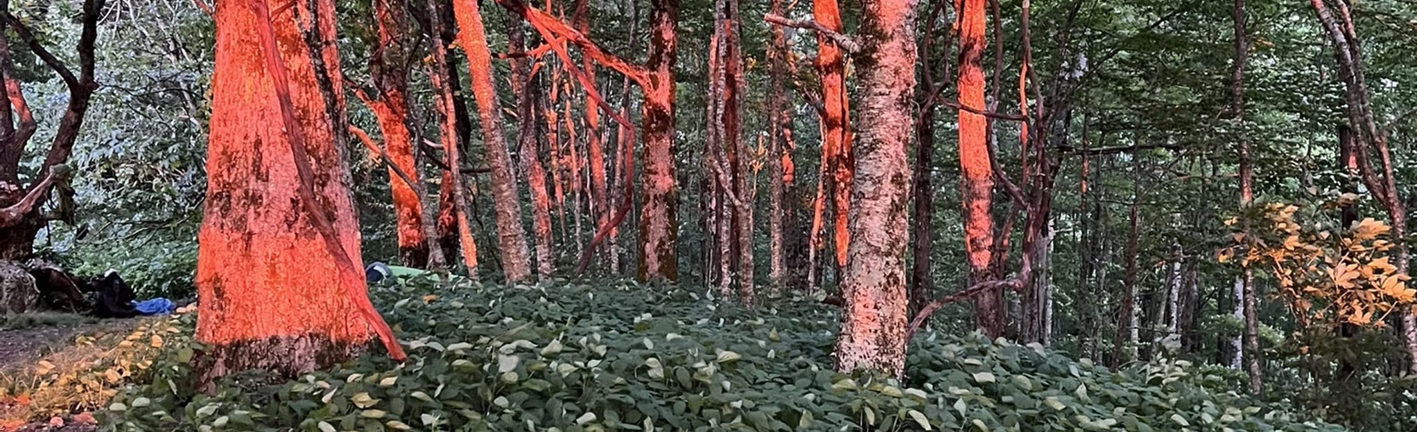 Blue Ridge Gap to Sharp Top, Georgia - 95 Reviews, Map | AllTrails