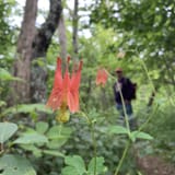 Hanging Rock Overlook Trail, Virginia - 126 Reviews, Map | AllTrails