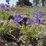 Colorow Mountain Forest and Meadow Loop Trail, Colorado - 509 Reviews ...