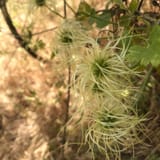 Mormon Island Browns Ravine Trail, California - 382 Reviews, Map ...