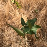 Mormon Island Browns Ravine Trail, California - 382 Reviews, Map ...