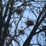 Mormon Island Browns Ravine Trail, California - 384 Reviews, Map ...