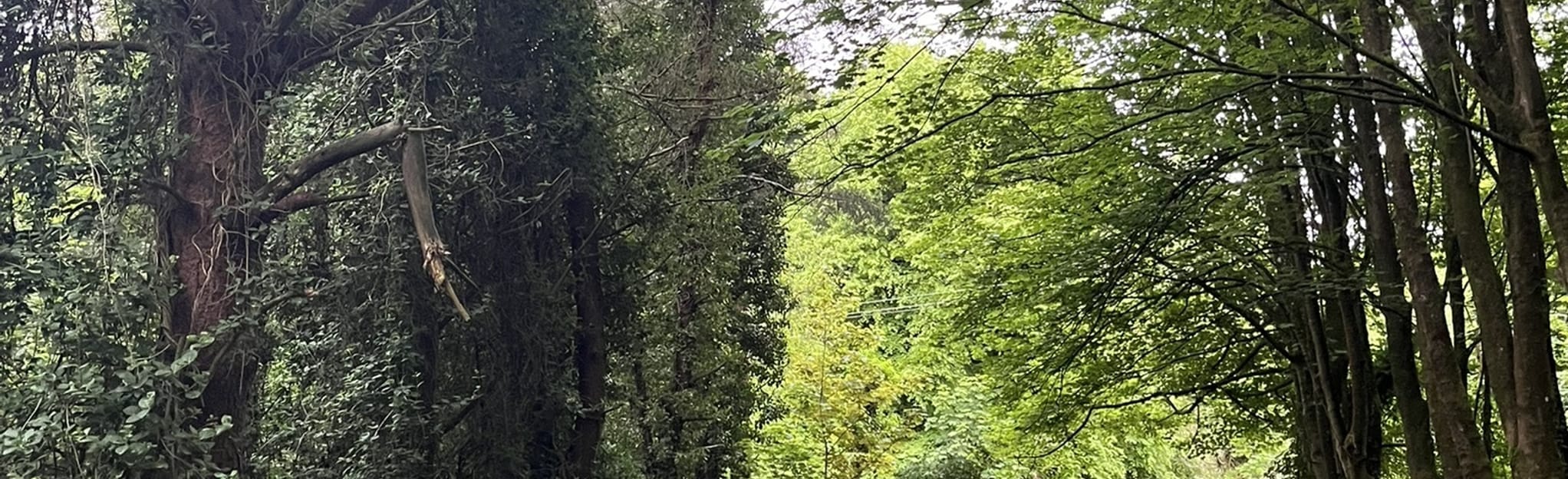 Somerset Forest Circular, Causeway Coast and Glens, Northern Ireland ...