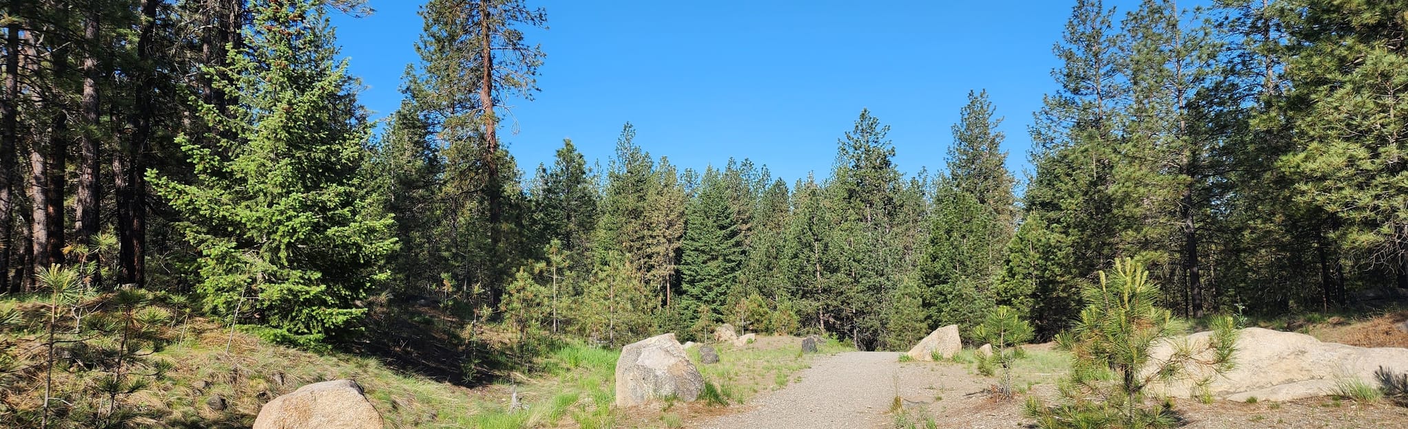 Haynes Estate, Pine Loop, Washington - 125 Reviews, Map | AllTrails