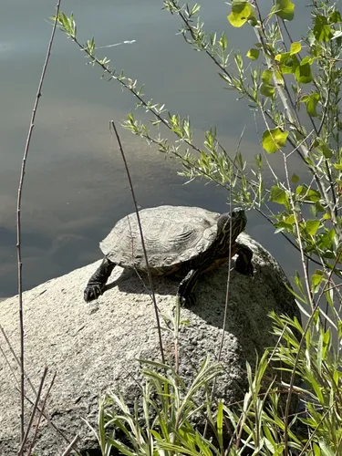 Best Hikes and Trails in Virginia Lake Park | AllTrails