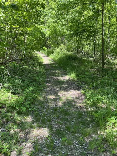 Best Hikes and Trails in Koeneman Lake Nature Preserve | AllTrails