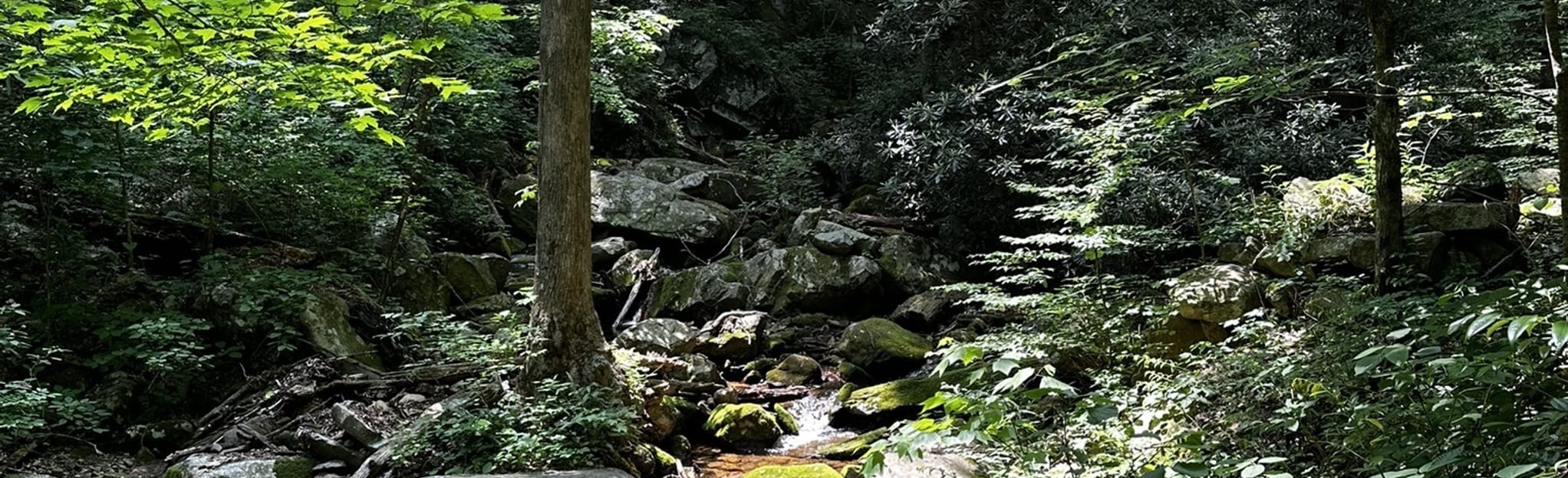 Margarette Falls Trail: 1264 Reviews, Map - Tennessee | AllTrails