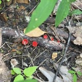 Bunkum Cave Trail, Tennessee - 247 Reviews, Map | AllTrails