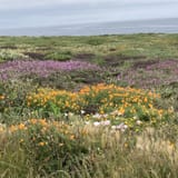 Point Buchon Trail, California - 530 Reviews, Map | AllTrails