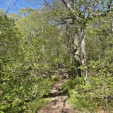Devil's Path to the Jimmy Dolan Notch Overlook and Twin Mountain Summit ...