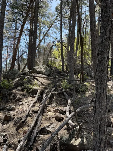 Best Lake Trails in Springerville | AllTrails