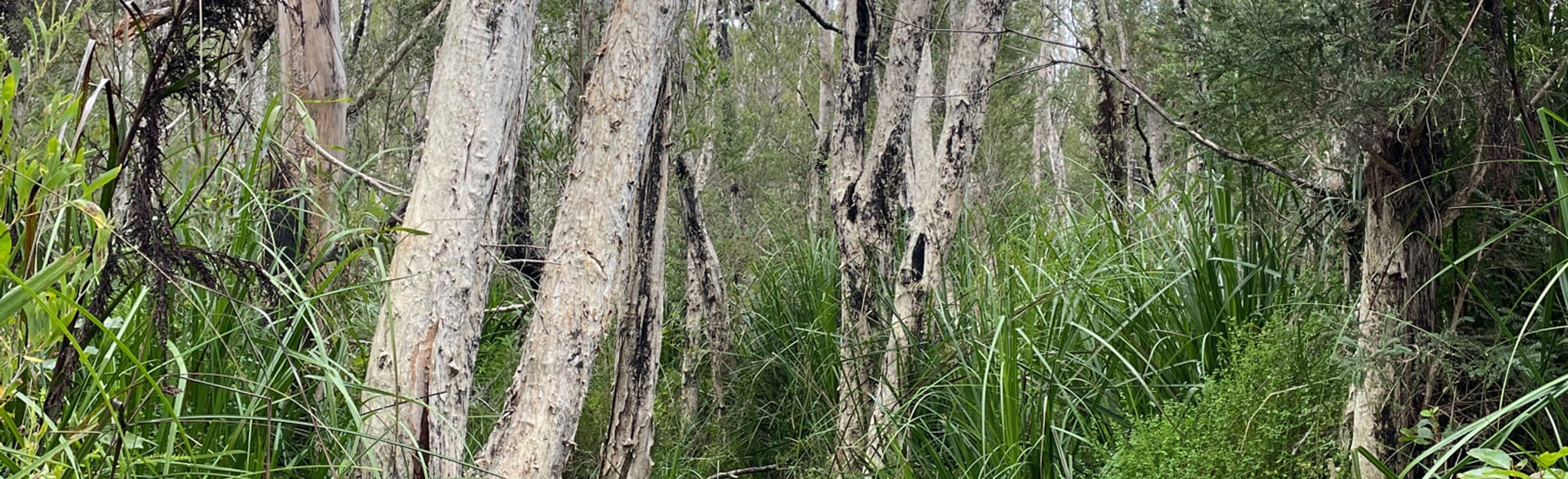 Wilderness Coast Walk: Wingan Inlet - Benedore River, Victoria ...