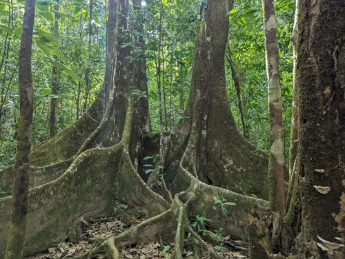 Best Hikes and Trails in Corcovado National Park | AllTrails