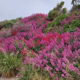 Albany Bulb, California - 342 Reviews, Map | AllTrails