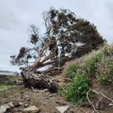 Albany Bulb, California - 393 Reviews, Map | AllTrails