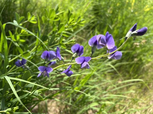 Best Hikes and Trails in Fernald Preserve | AllTrails