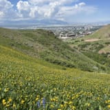 Red Butte Gardens Small Loop, Utah - 289 Reviews, Map | AllTrails