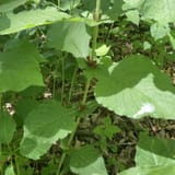 Gander Mountain Loop Trail, Illinois - 493 Reviews, Map | AllTrails