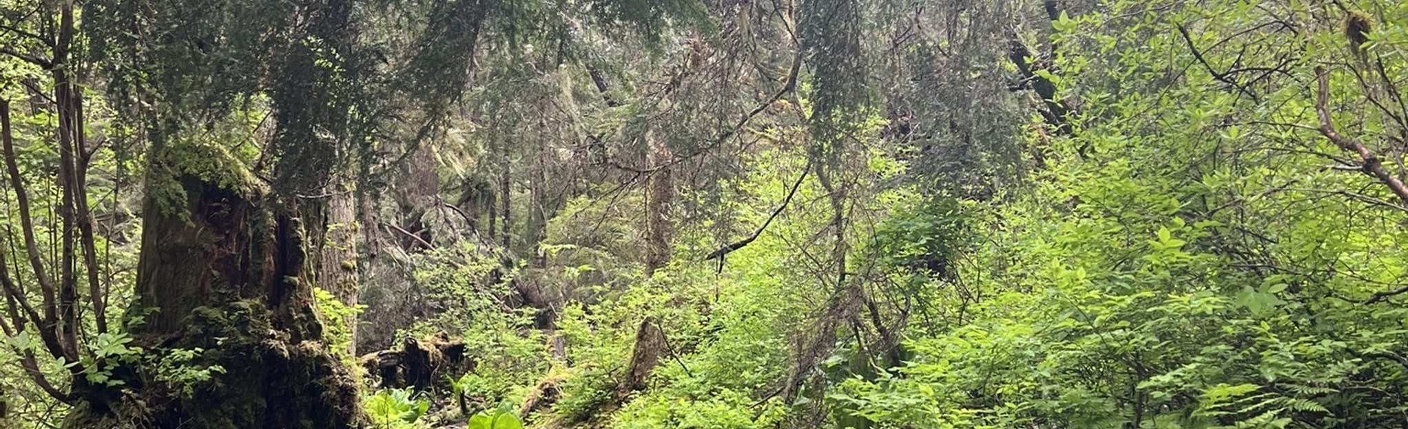 Indian Point Trail, Alaska - 13 Reviews, Map | AllTrails