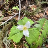 Mount June Trail, Oregon - 239 Reviews, Map | AllTrails