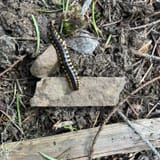 Mount June Trail, Oregon - 239 Reviews, Map | AllTrails