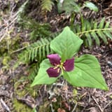 Mount June Trail, Oregon - 239 Reviews, Map | AllTrails