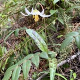 Mount June Trail, Oregon - 239 Reviews, Map | AllTrails