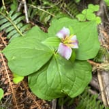 Mount June Trail, Oregon - 239 Reviews, Map | AllTrails