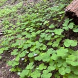 Mount June Trail, Oregon - 239 Reviews, Map | AllTrails