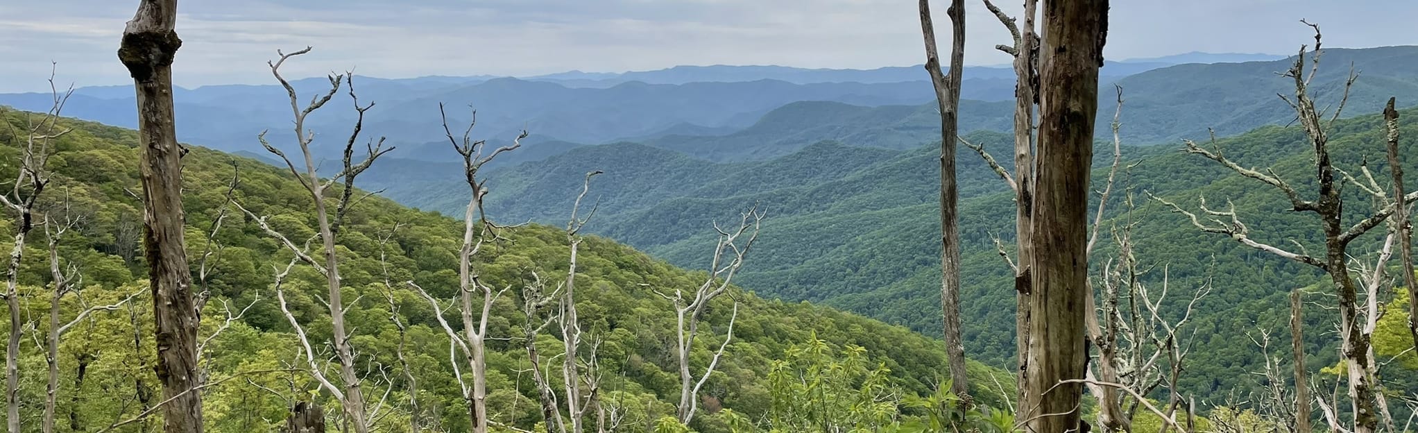 Big Fat Branch Loop: 288 fotos - Carolina do Norte | AllTrails