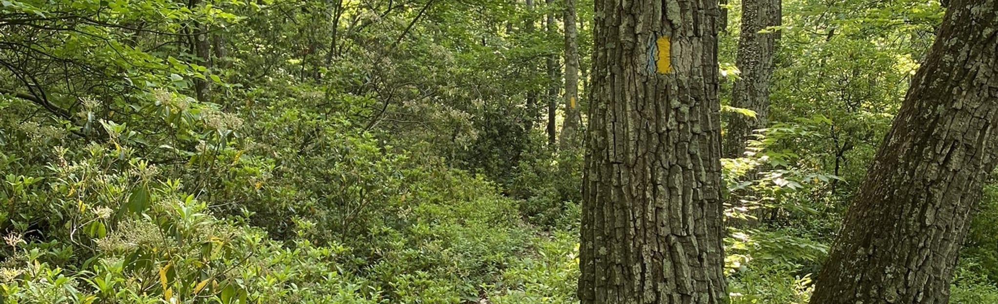 Knoll Ridge Trail: 30 Reviews, Map - Pennsylvania | AllTrails