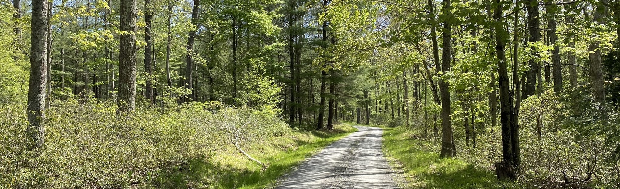 Middle Ridge and Molasses Gap Trail Loop, Pennsylvania - 17 Reviews ...
