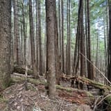 Deadfall Trail, Washington - 76 Reviews, Map | AllTrails